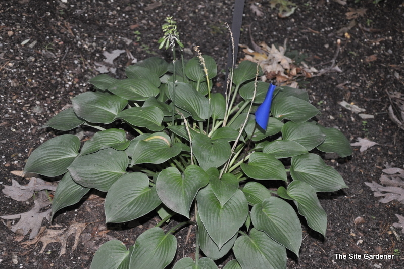 Hosta Blue Moon - The Site Gardener