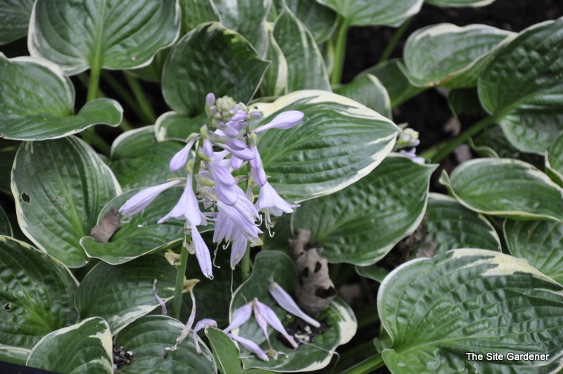 Hosta Crusader