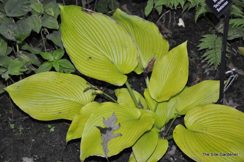 Hosta Daybreak - The Site Gardener