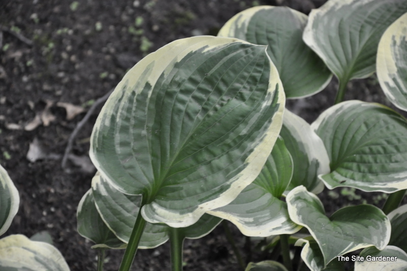 Hosta El Capitan - The Site Gardener