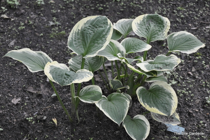 Hosta El Capitan - The Site Gardener