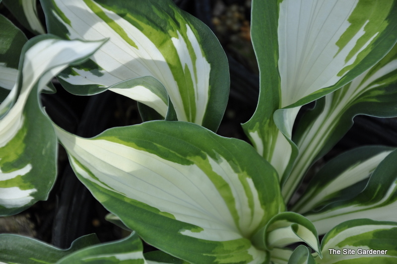 Hosta Enterprise - The Site Gardener