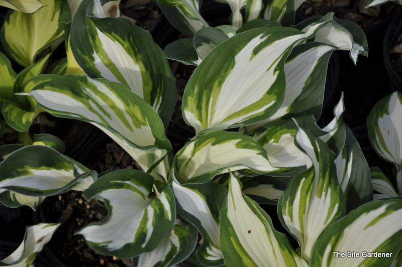 Hosta Enterprise - The Site Gardener