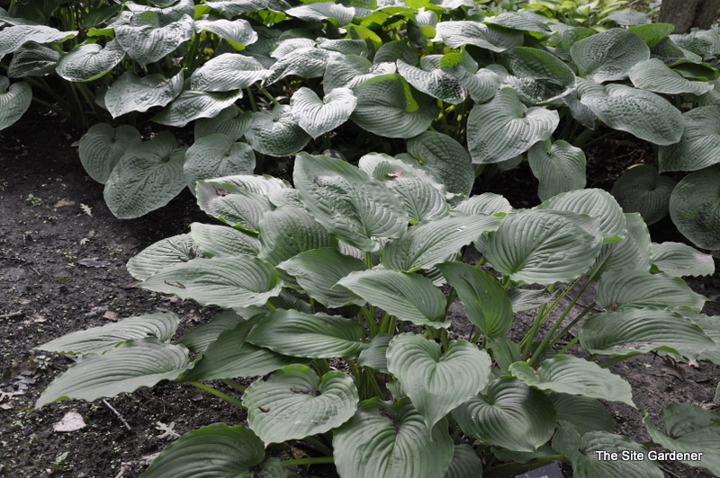 Hosta Goliath - The Site Gardener