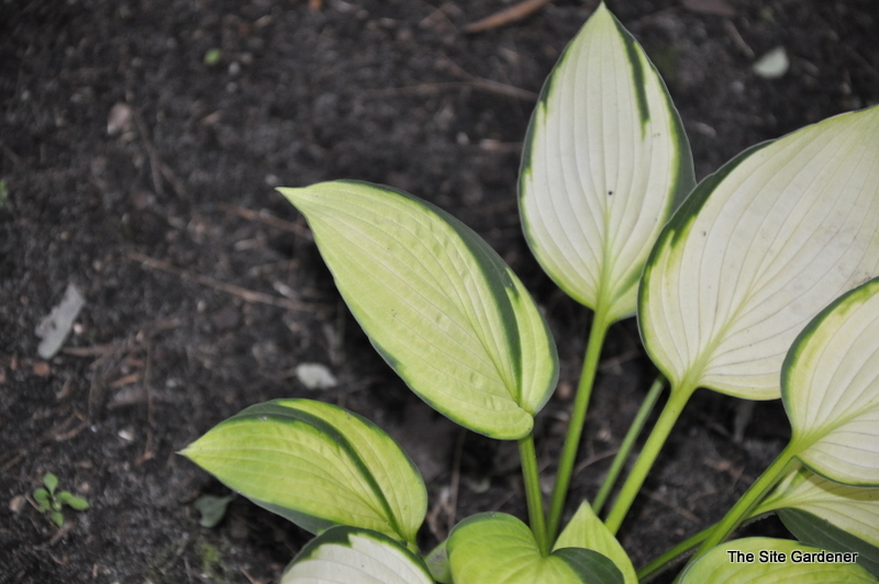 Hosta Janet - The Site Gardener