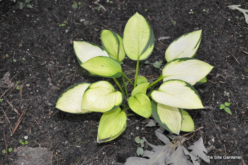 Hosta Janet - The Site Gardener