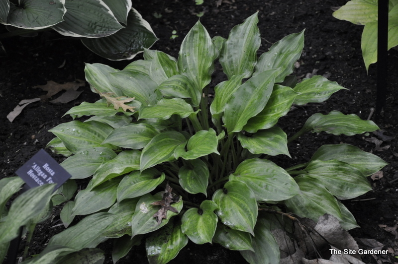 Hosta Korean Snow - The Site Gardener