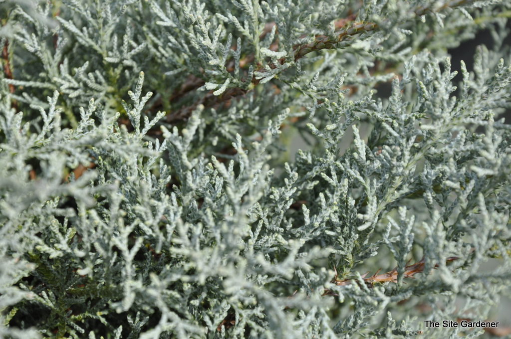 Juniper Angelica Blue - The Site Gardener
