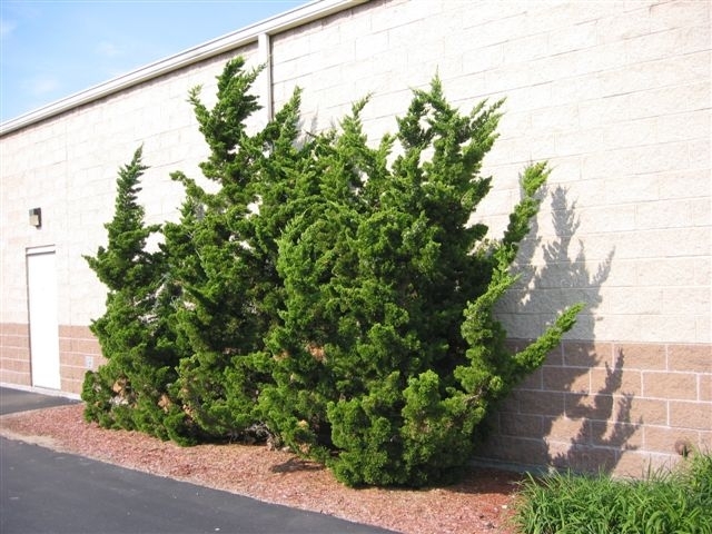Juniperus Chinensis Robusta Green