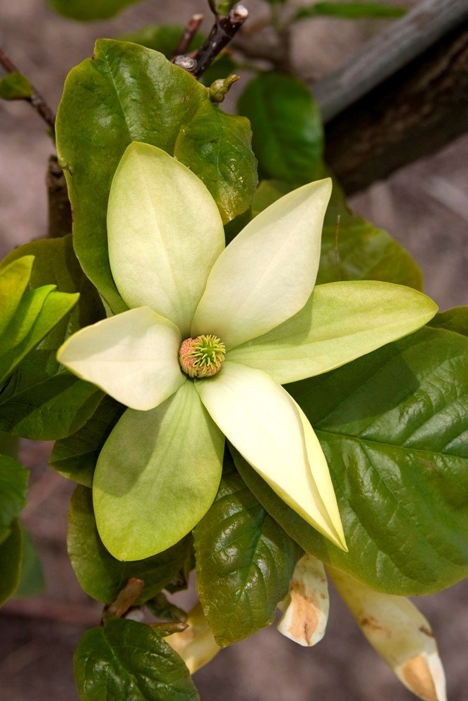 Magnolia x Sunburst - The Site Gardener