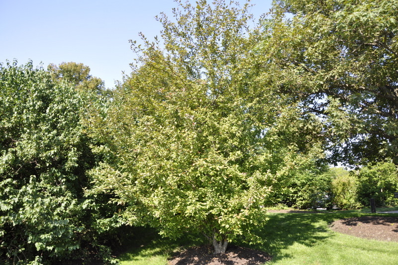 Malus 'Profusion' - The Site Gardener