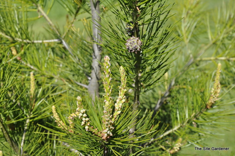 Pinus Bungeana Silver Ghost - The Site Gardener