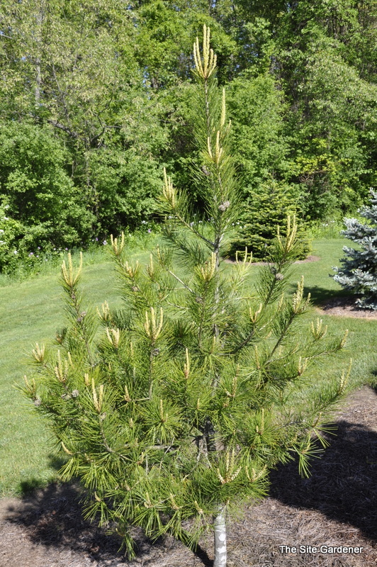 Pinus Bungeana Silver Ghost - The Site Gardener