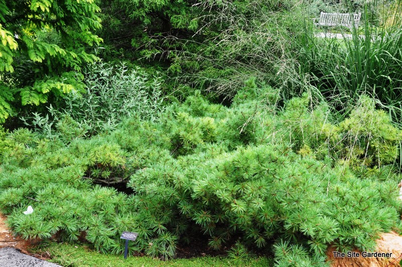 Pinus Cembra Pygmaea - The Site Gardener