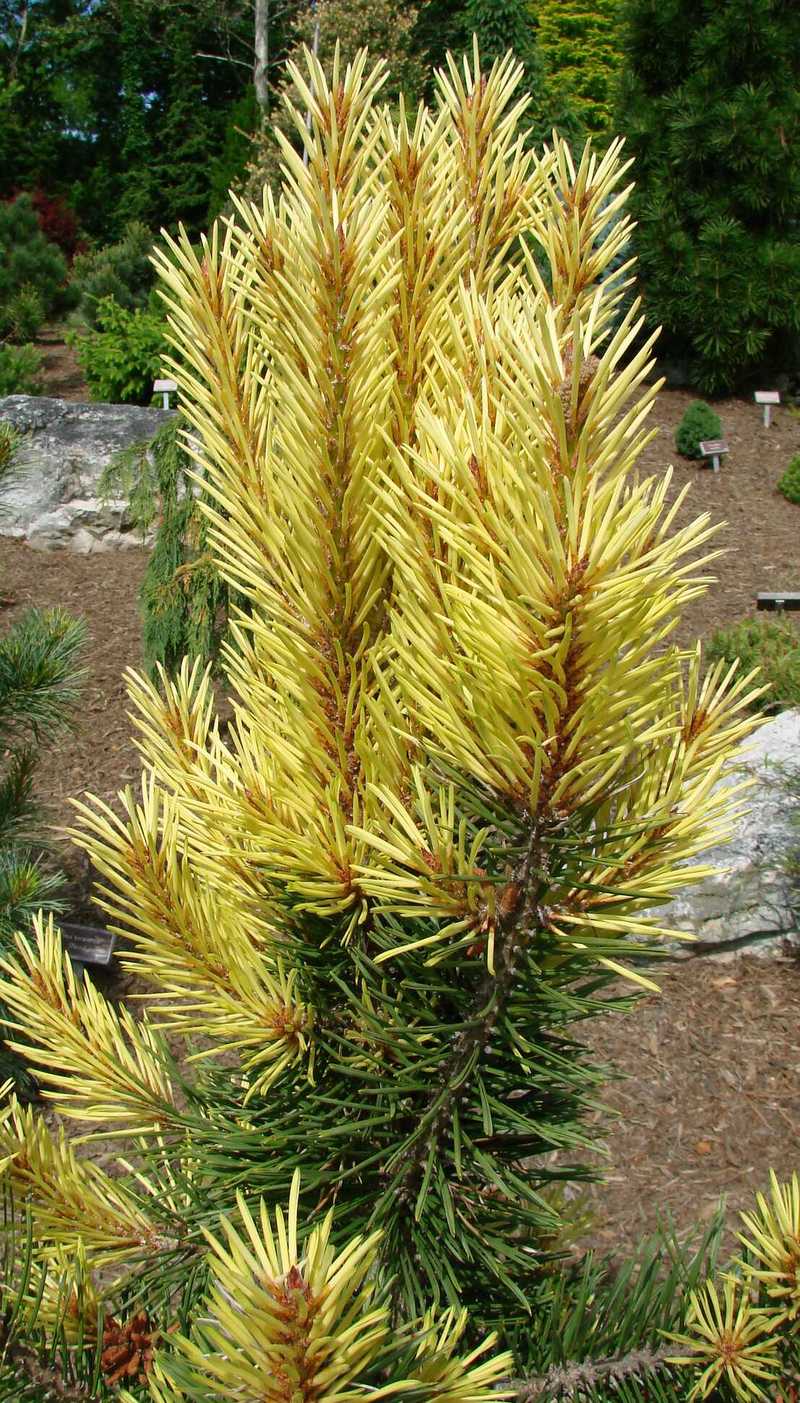 Pinus Contorta 'Taylor's Sunburst' - The Site Gardener