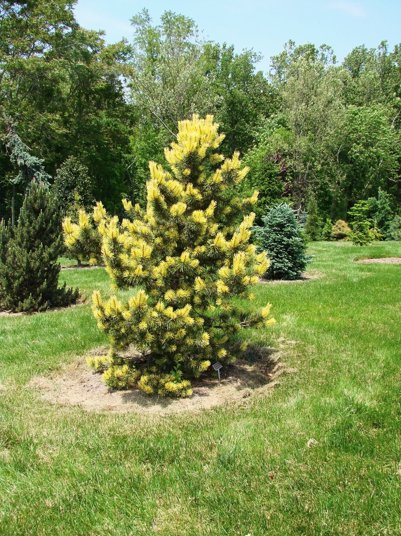 Pinus Contorta 'Taylor's Sunburst' - The Site Gardener