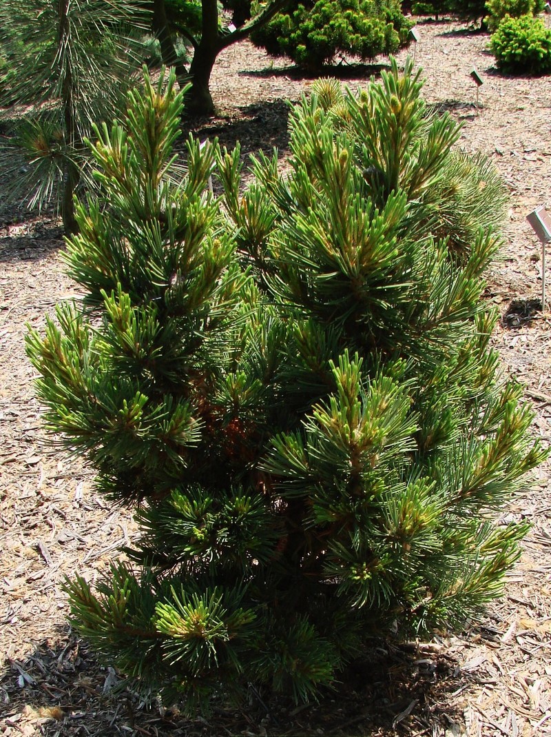 Pinus Flexilis Dakota - The Site Gardener