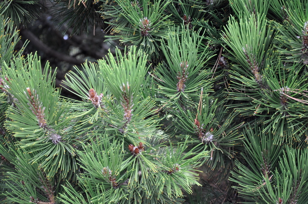 Pinus Leucodermis 'Compact Gem' - The Site Gardener