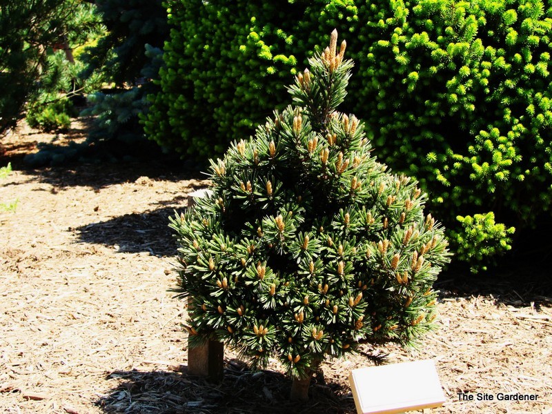 Pinus Longaeva Sherwood Compact - The Site Gardener