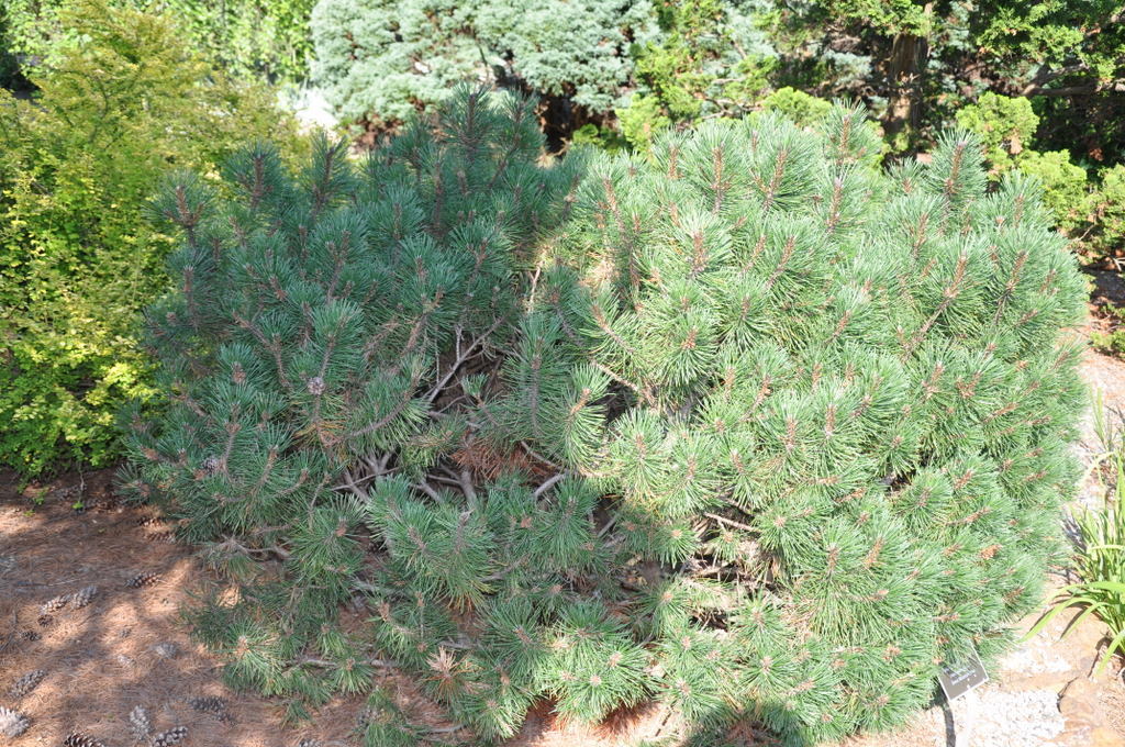 Pinus Mugo Tyrolean - The Site Gardener