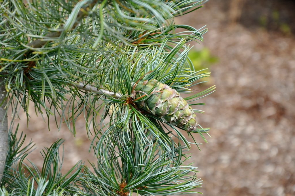 Pinus Parviflora Blue Angel - The Site Gardener