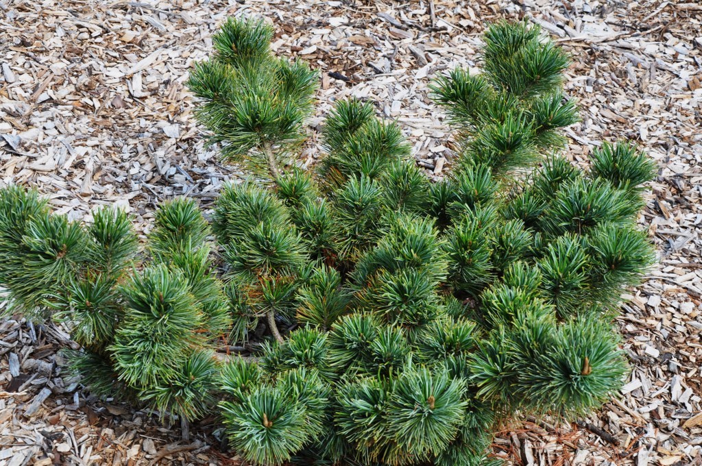 Pinus Pumila Glauca - The Site Gardener