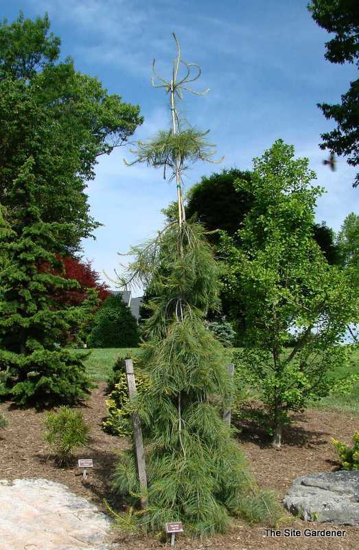 Pinus Strobus Angel Falls - The Site Gardener