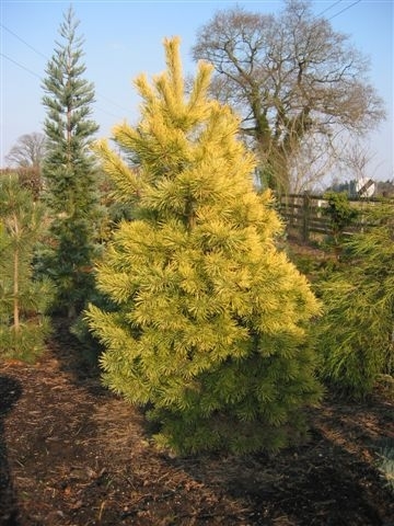 Pinus Sylvestris Aurea - The Site Gardener