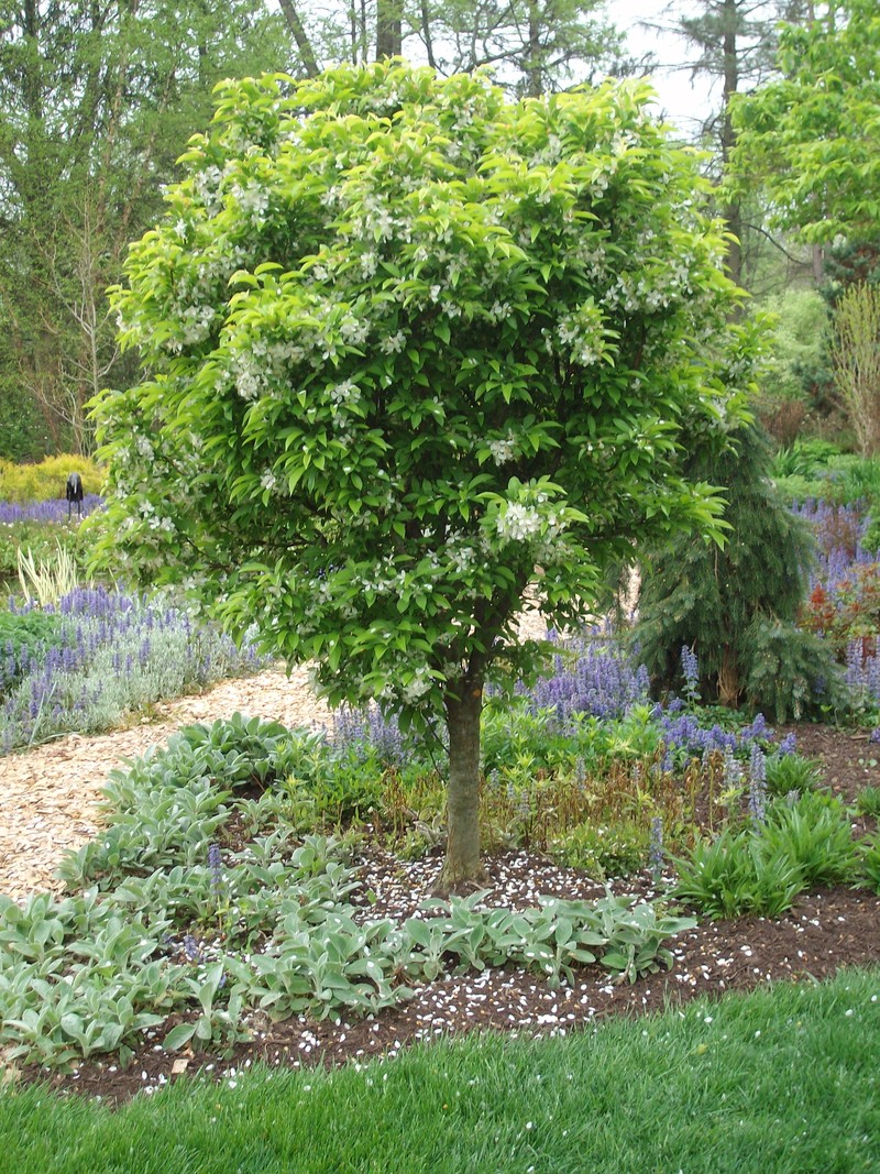 Malus Cinderella - The Site Gardener