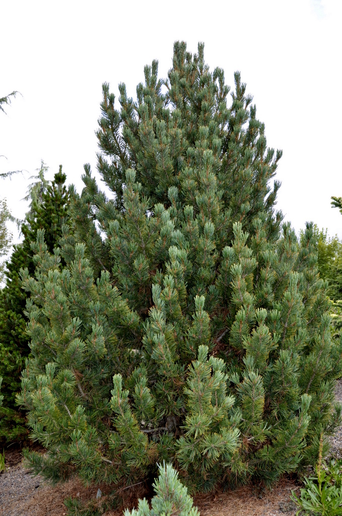 Pinus Albicaulis - The Site Gardener