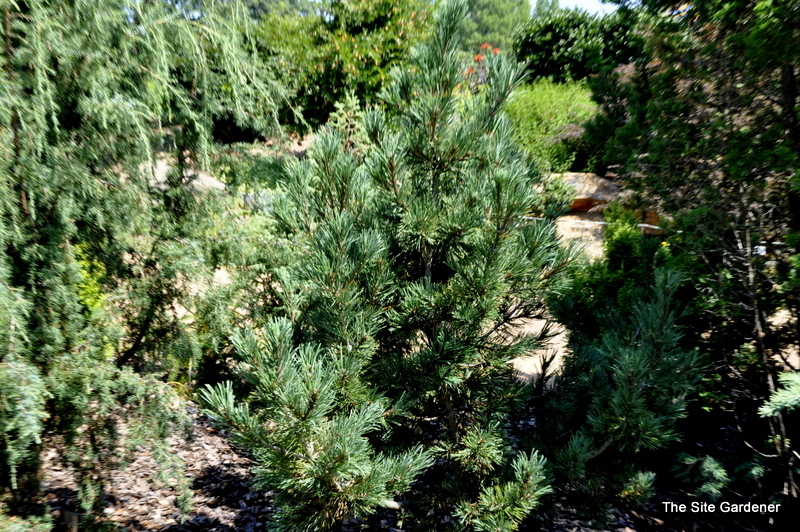 Pinus Albicaulis - The Site Gardener
