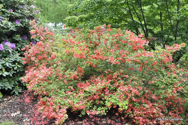 Rhododendron Aladdin - The Site Gardener