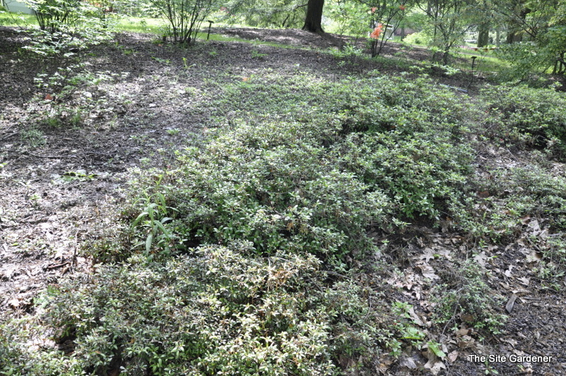 Rhododendron Alexander - The Site Gardener