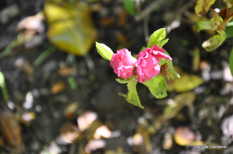 Rhododendron Alexander - The Site Gardener