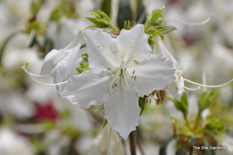 Azalea Desiree - The Site Gardener