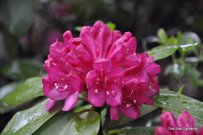 Rhododendron Edward Rand - The Site Gardener