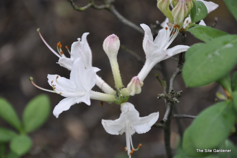 Rhododendron Fragrent Star - The Site Gardener