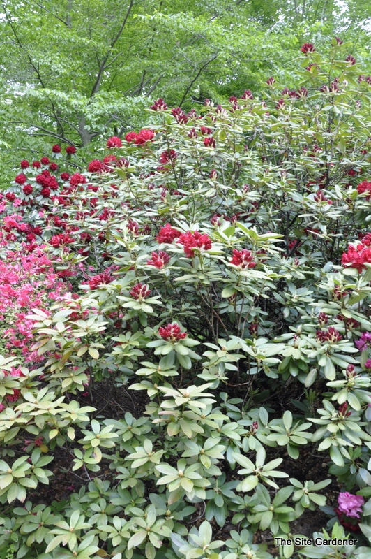 Rhododendron Francesca - The Site Gardener