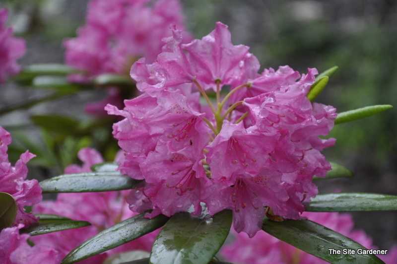 Rhododendron Haaga - The Site Gardener