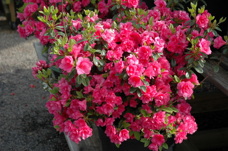 Azalea 'Kimberly's Double Pink' - The Site Gardener