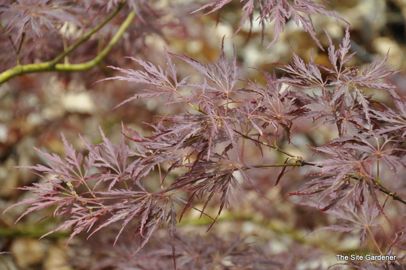 Acer Palmatum 'Julian Pendula' - The Site Gardener