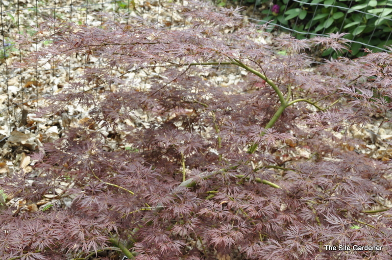Acer Palmatum 'Julian Pendula' - The Site Gardener