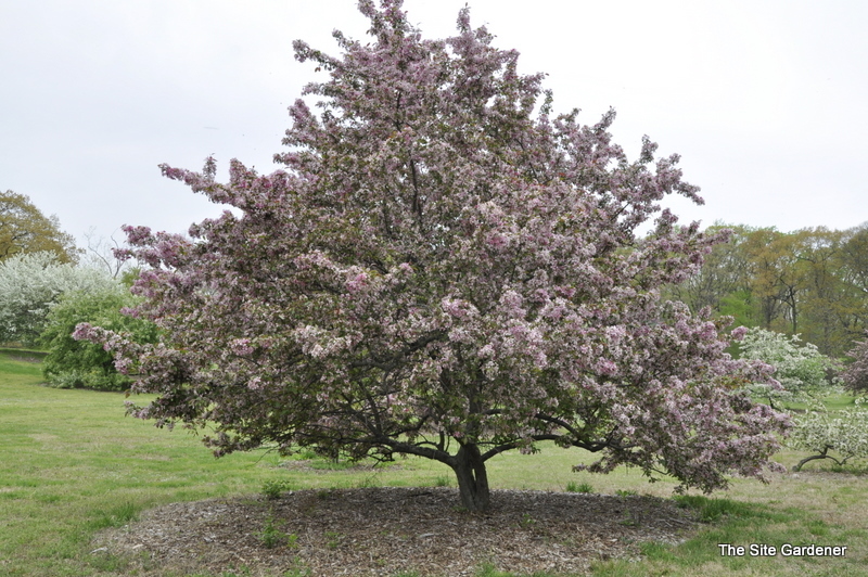 Malus 'Indian Magic' - The Site Gardener