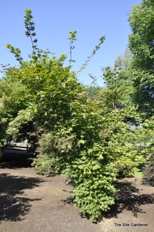 Acer Pseudosieboldianum 'Northern Glow' - The Site Gardener