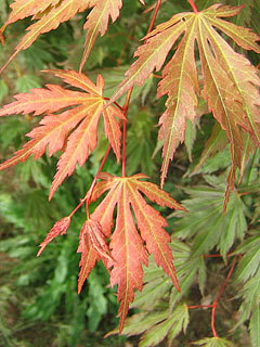 Acer Pseudosieboldianum 'Northern Glow' - The Site Gardener