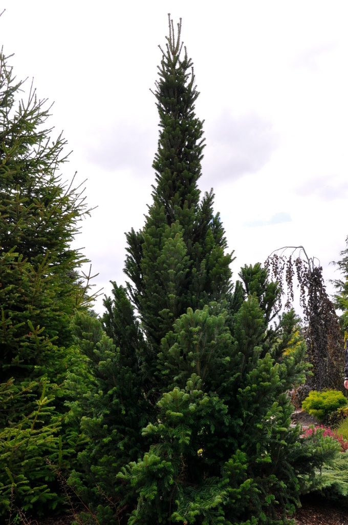 Abies Alba 'Pyramidalis' - The Site Gardener