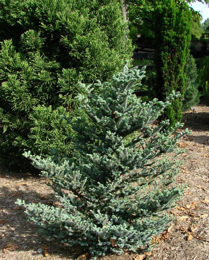 Abies Fraseri 'Blue Bonnet' - The Site Gardener