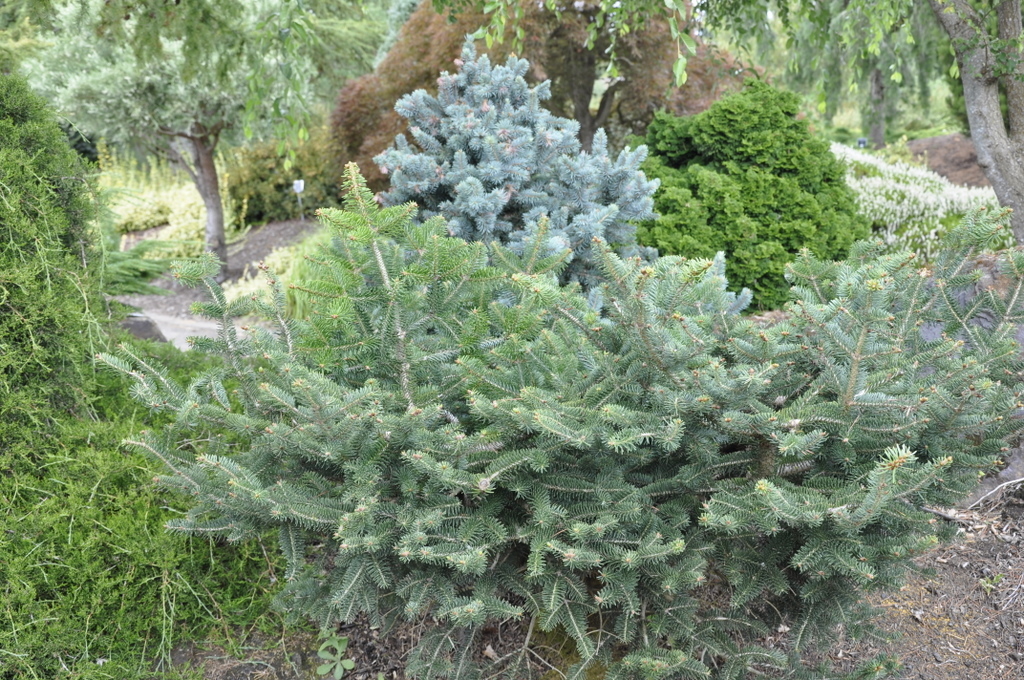 Abies Cephalonica 'Meyer's Dwarf' - The Site Gardener