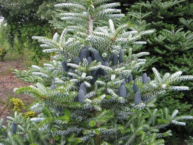 Abies Koreana 'Silvercurls' - The Site Gardener