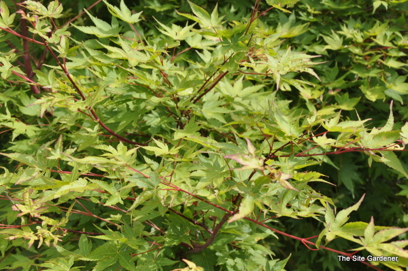 Acer Japanica 'Beni Kawa' - The Site Gardener